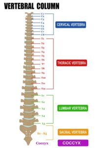 Mid Back Pain (Thoracic) Introduction (MSK Patient Portal) - NHS ...