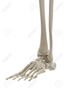 Foot and ankle anatomy (MSK Patient Portal) – NHS Ayrshire & Arran