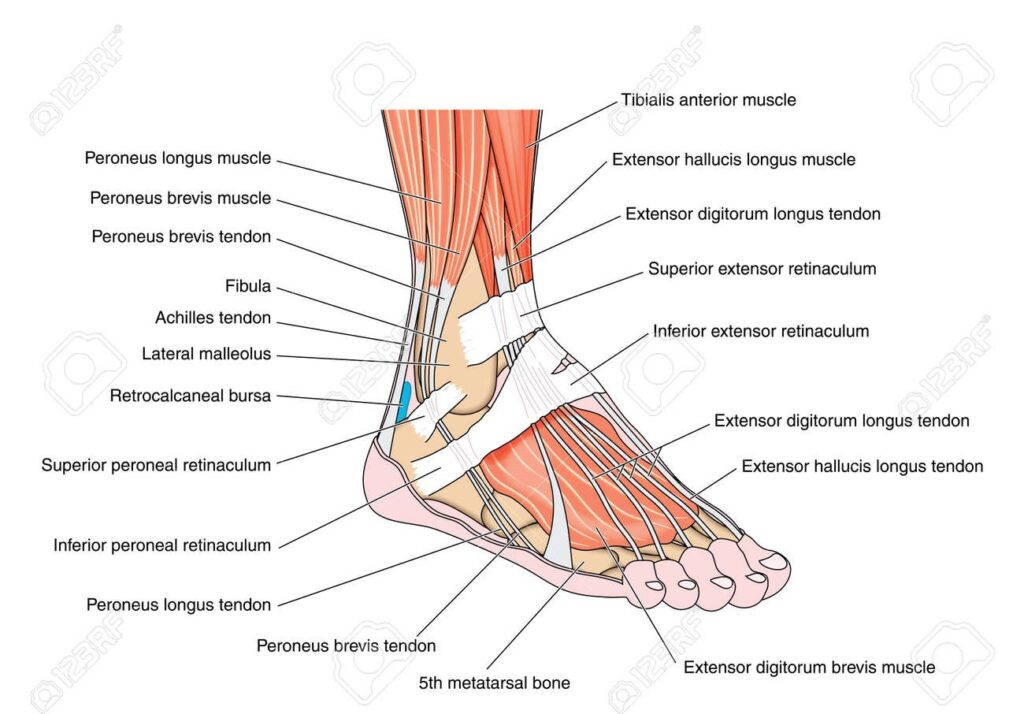 Muscles Of Foot And Ankle Dorsal Muscles Of The Foot UKOBBQ