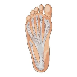 Foot and ankle anatomy (MSK Patient Portal) – NHS Ayrshire & Arran