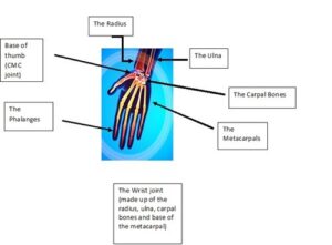 Wrist, Hand & Thumb – Introduction (MSK Patient Portal) – NHS Ayrshire ...